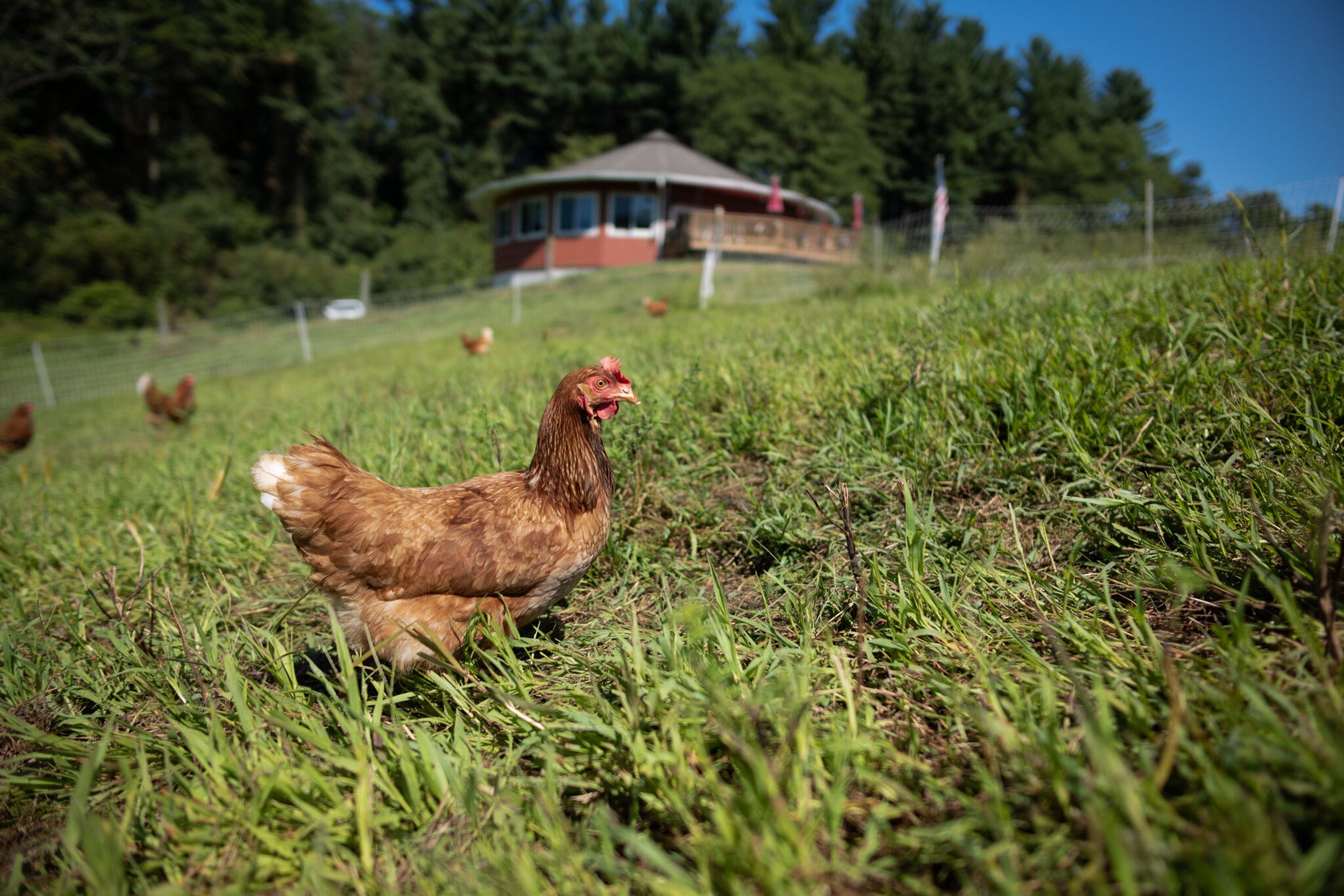 Springfield Farm – HEX Superette